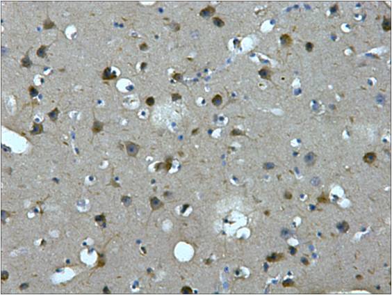 MAP2 Mouse mAb – Vareum